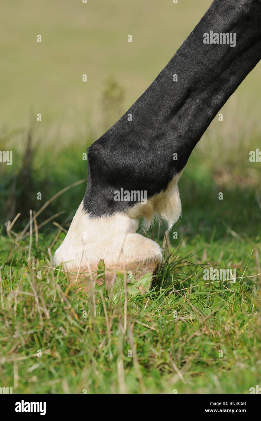 Horse leg hi-res stock photography and images - Alamy