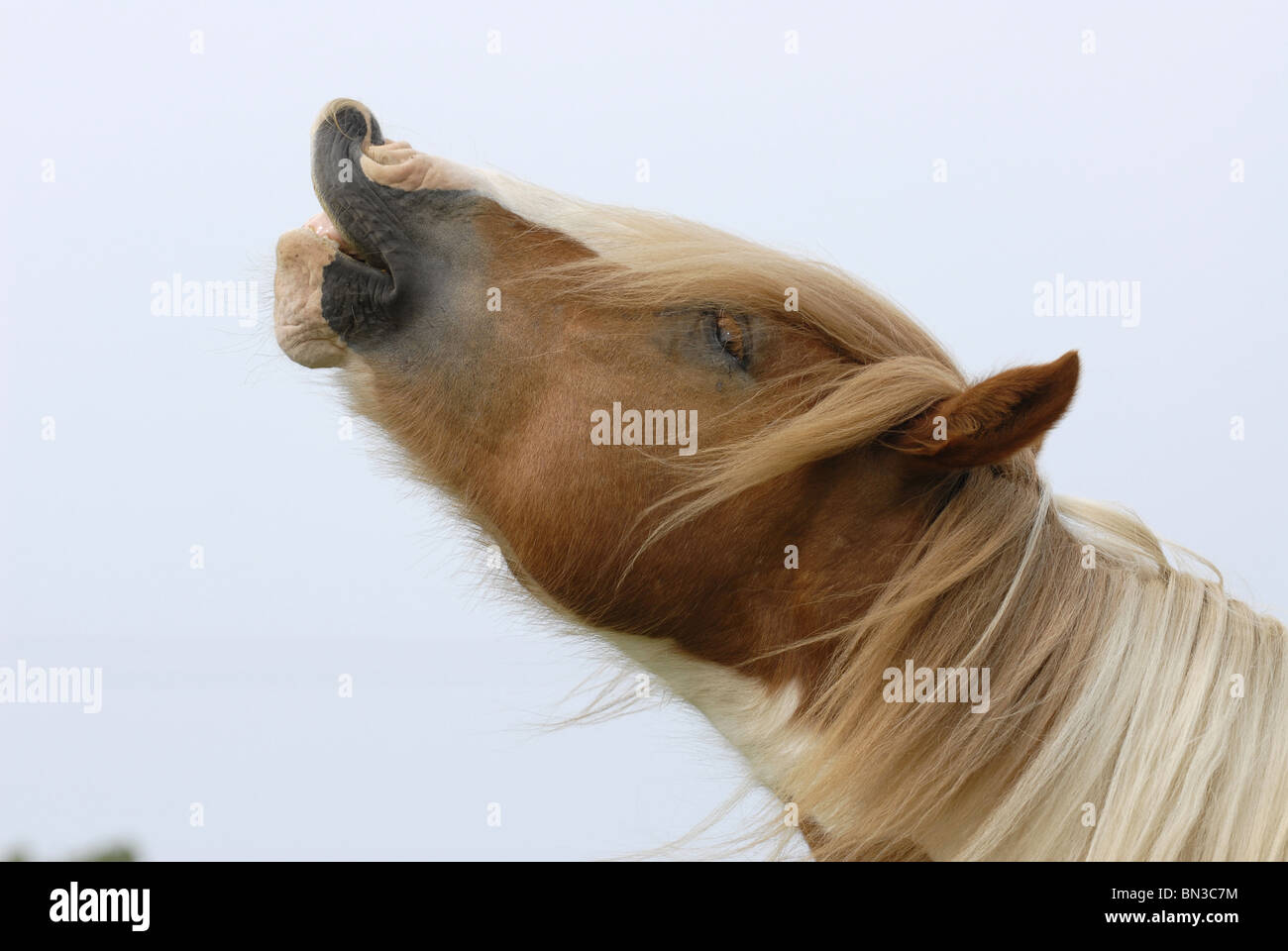 flehmening Irish Tinker Stock Photo - Alamy