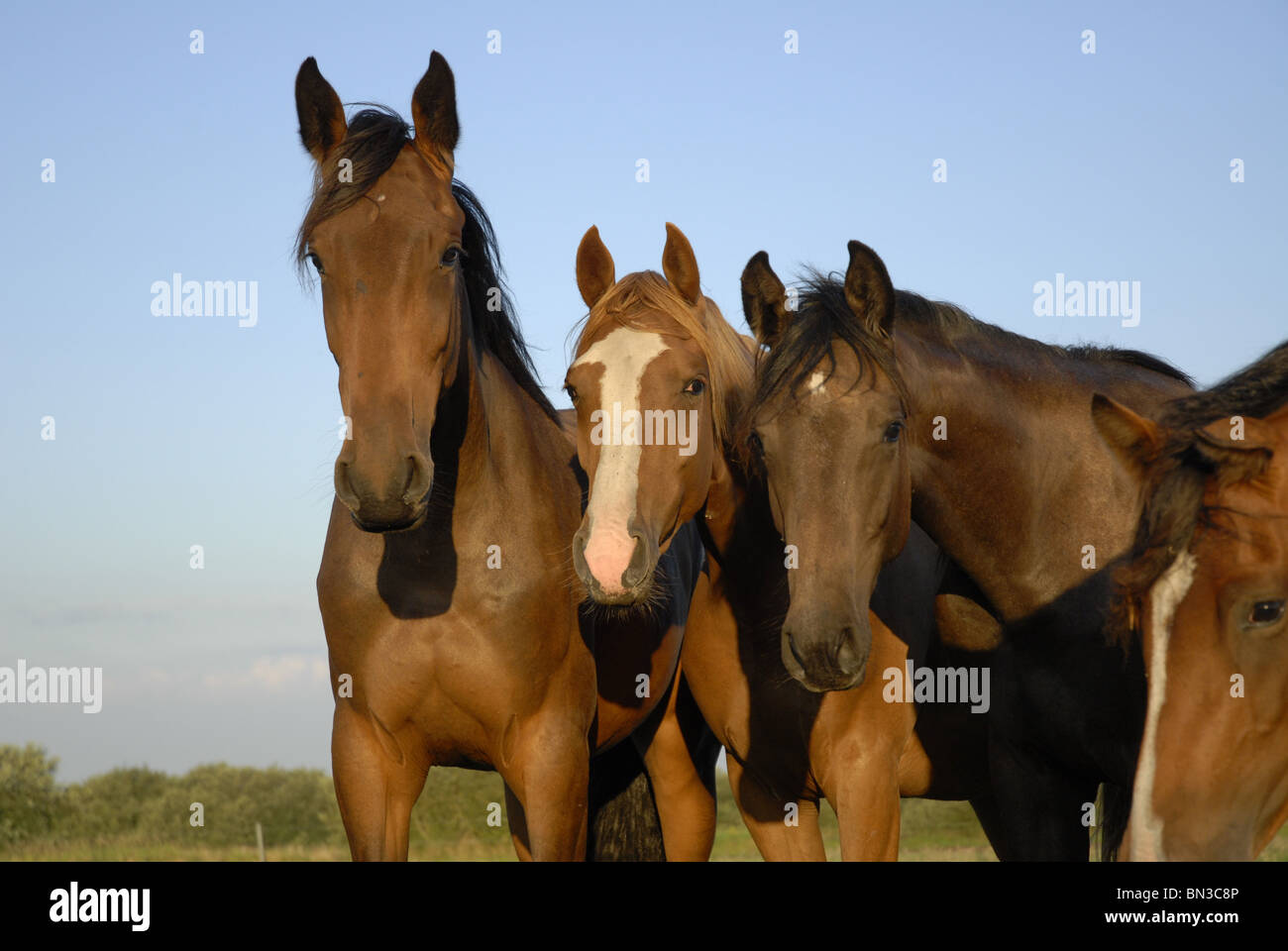3 horses heads hi-res stock photography and images - Alamy