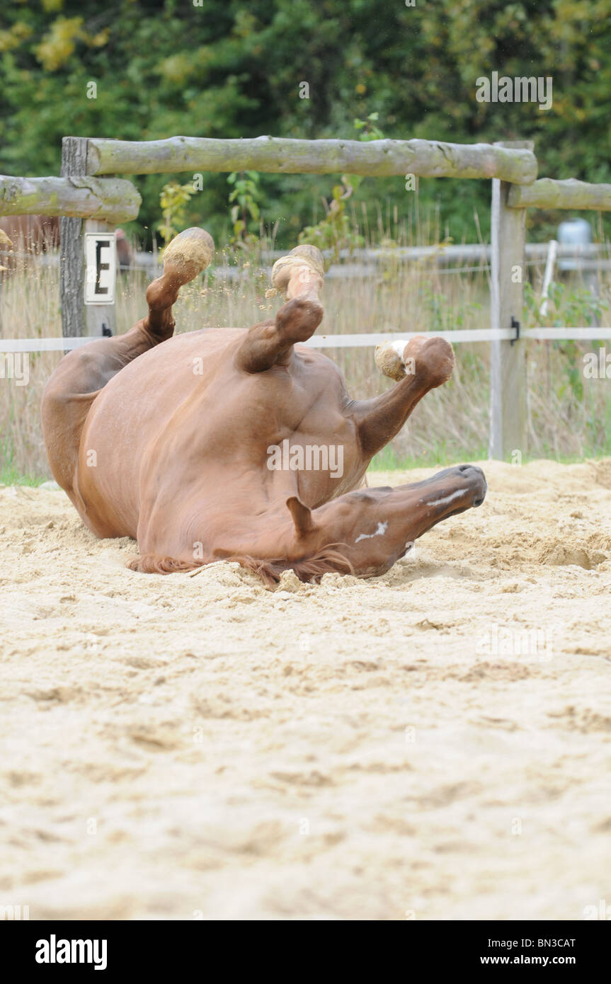 Budjonnys hi-res stock photography and images - Alamy