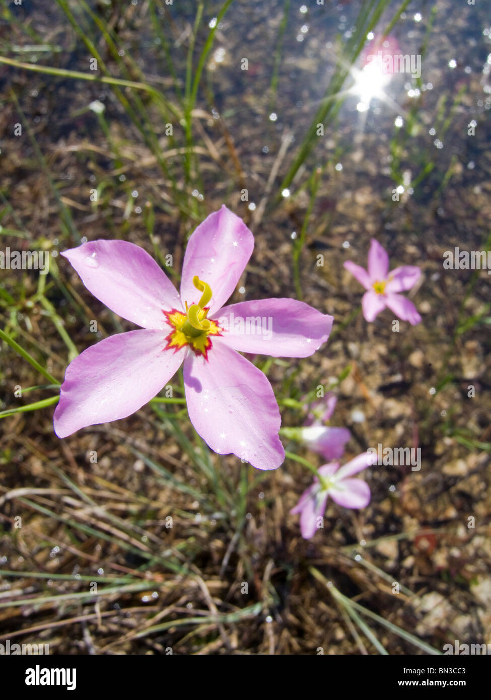 Large-flowered Sabatia flower between pinelands and pond, Long Pine Key ...
