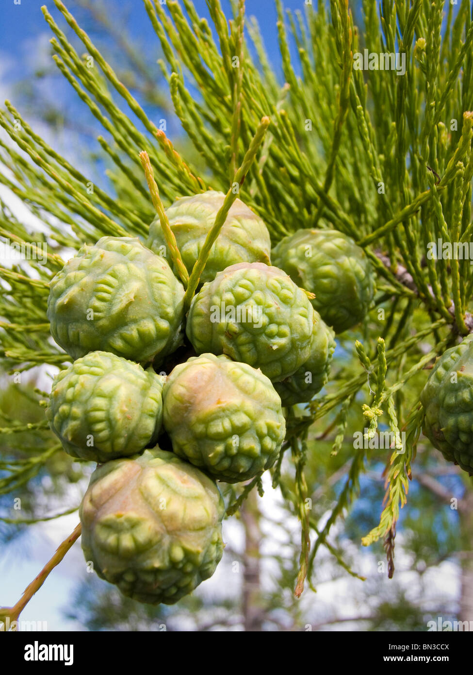 Pond cypress bears fresh green cones and needles in Spring, Everglades ...