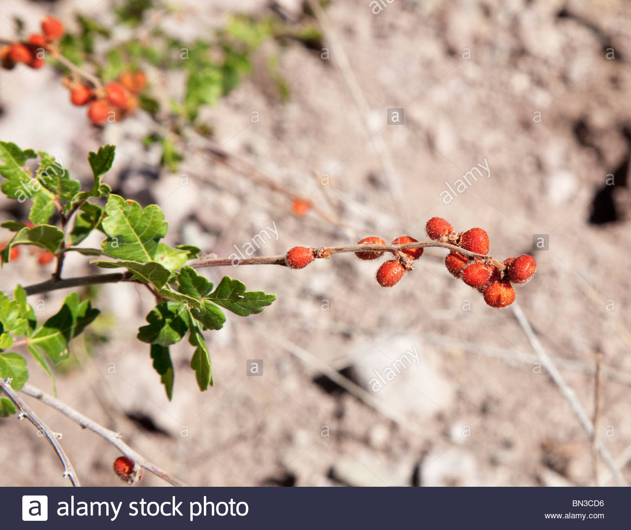Rhus Trilobata High Resolution Stock Photography and Images - Alamy