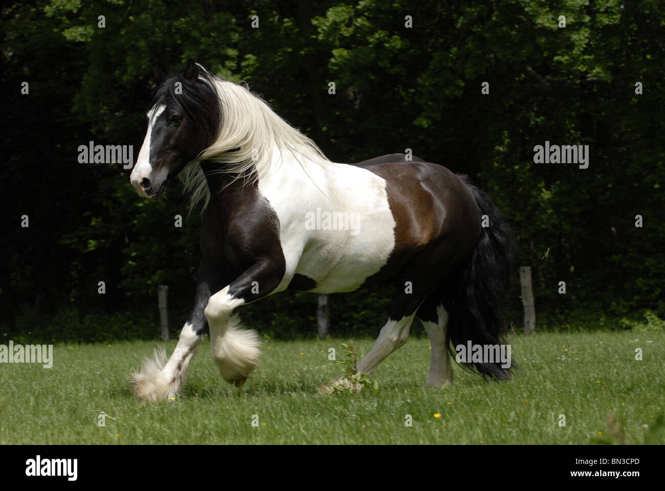 running Irish Tinker Stock Photo - Alamy