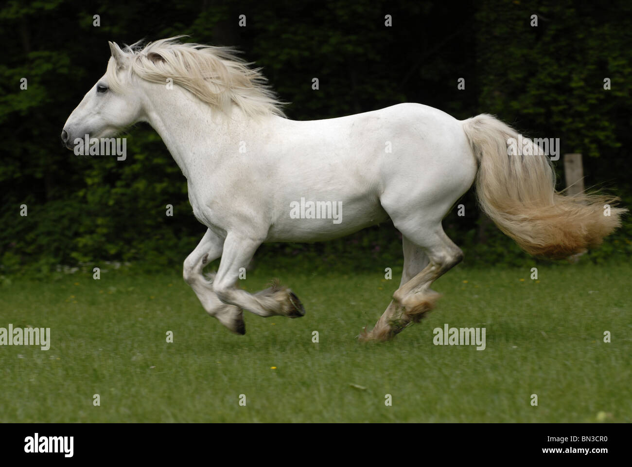running Irish Tinker Stock Photo - Alamy