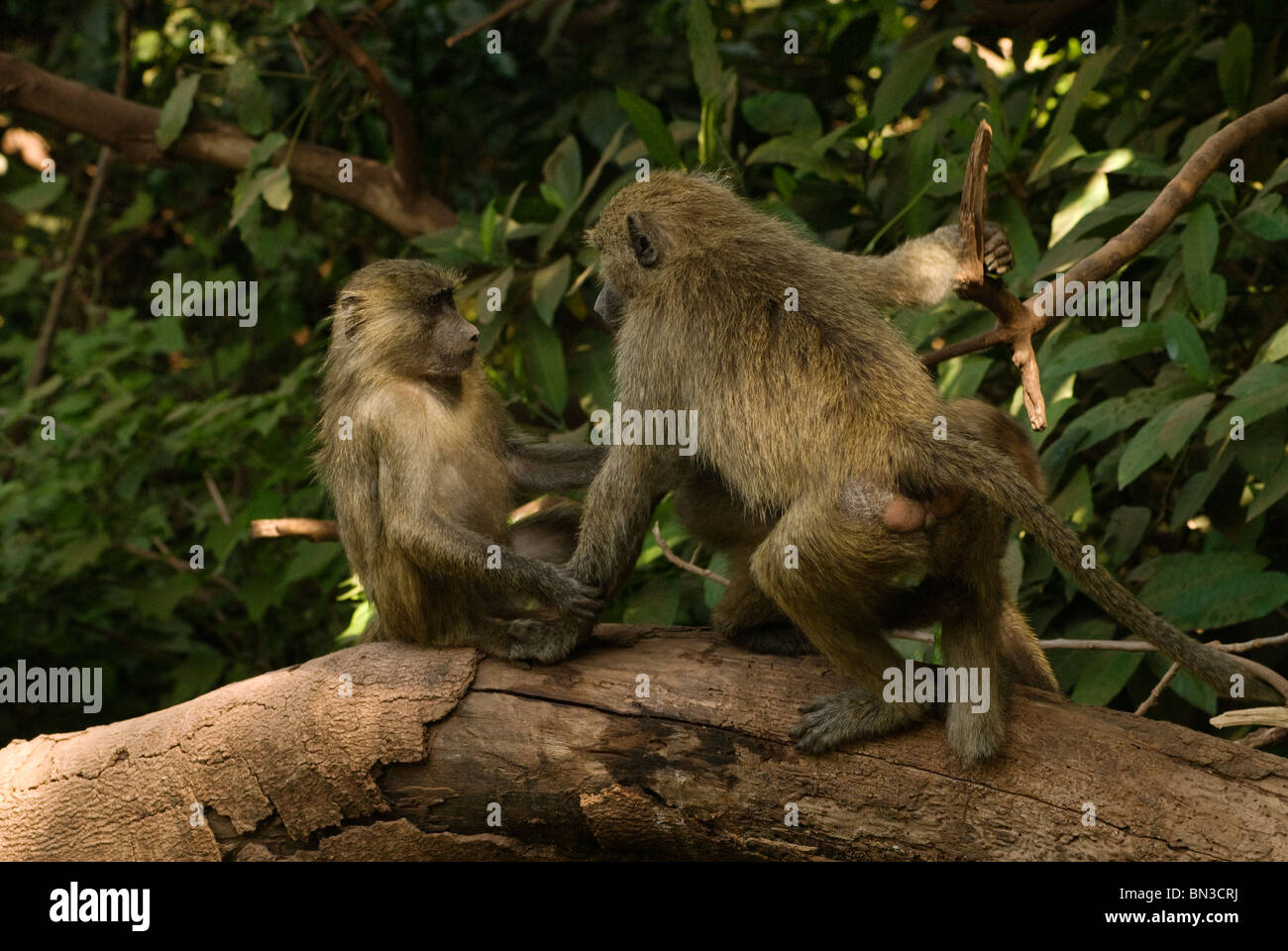 Photographed monkey hi-res stock photography and images - Alamy