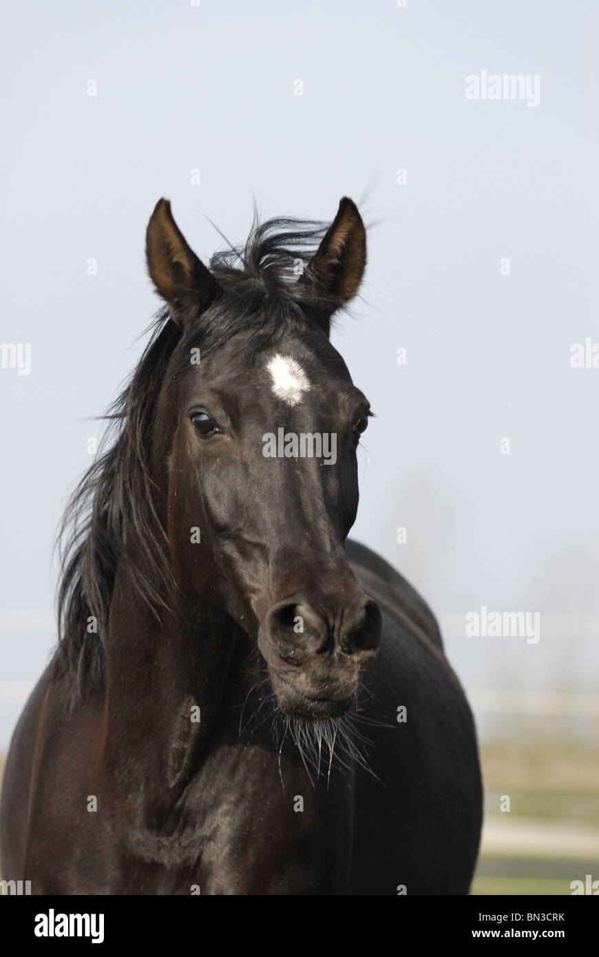 black arabian horse Stock Photo - Alamy