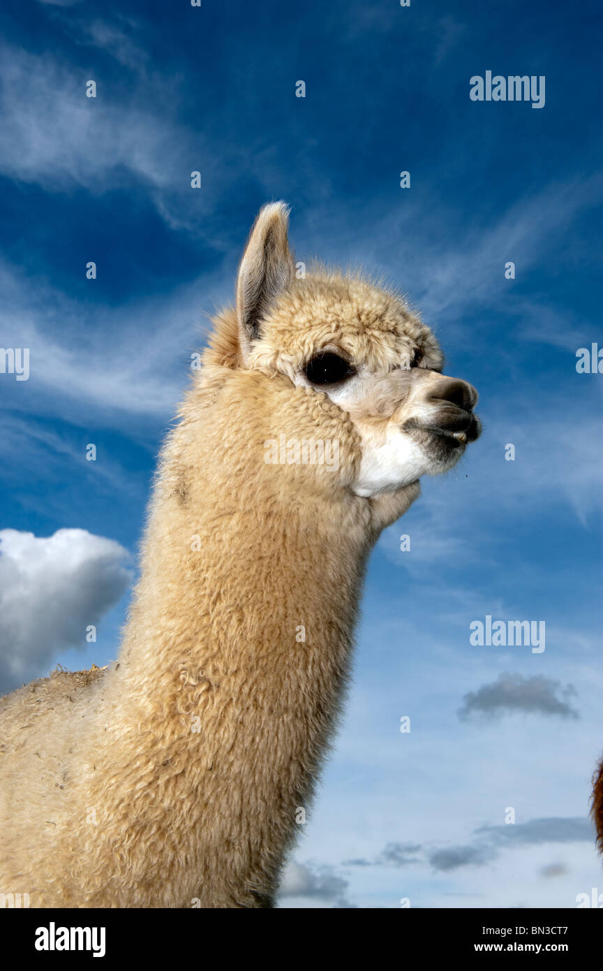 Yearling Alpacas outside in early summer Stock Photo - Alamy