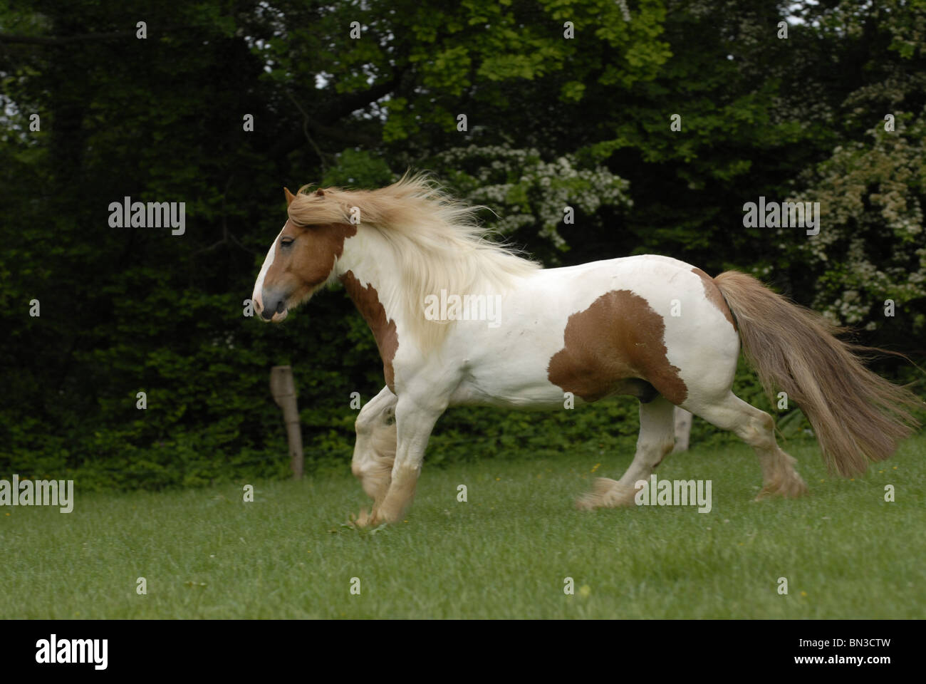running Irish Tinker Stock Photo - Alamy
