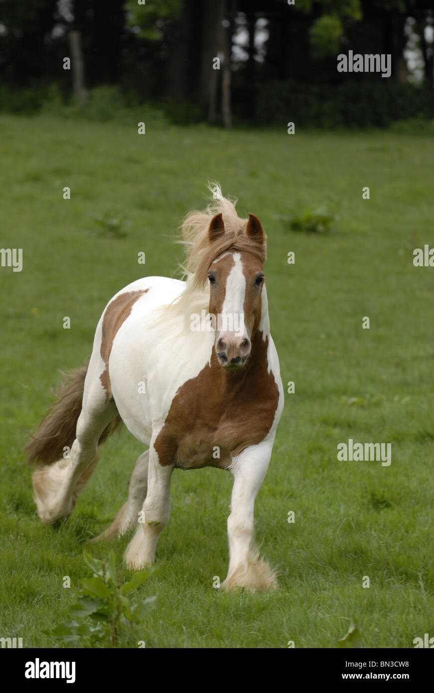 running Irish Tinker Stock Photo - Alamy