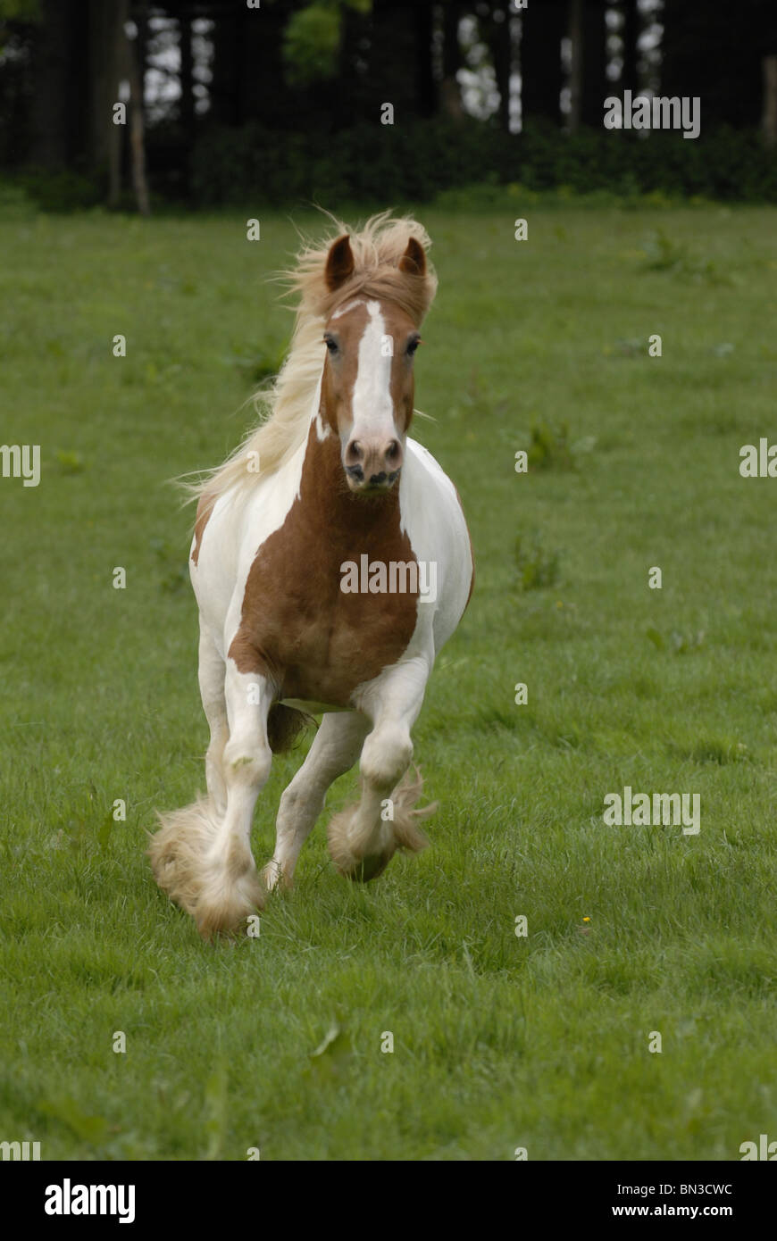 running Irish Tinker Stock Photo - Alamy
