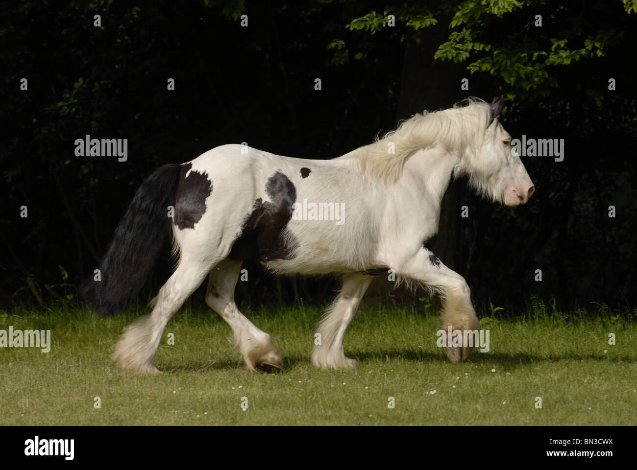 trotting Irish Tinker Stock Photo - Alamy