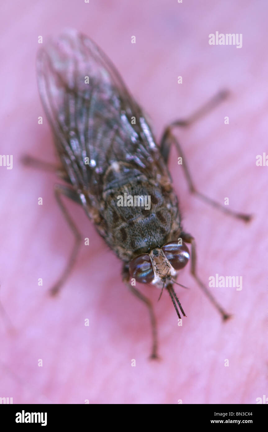 Tsetse fly hi-res stock photography and images - Alamy