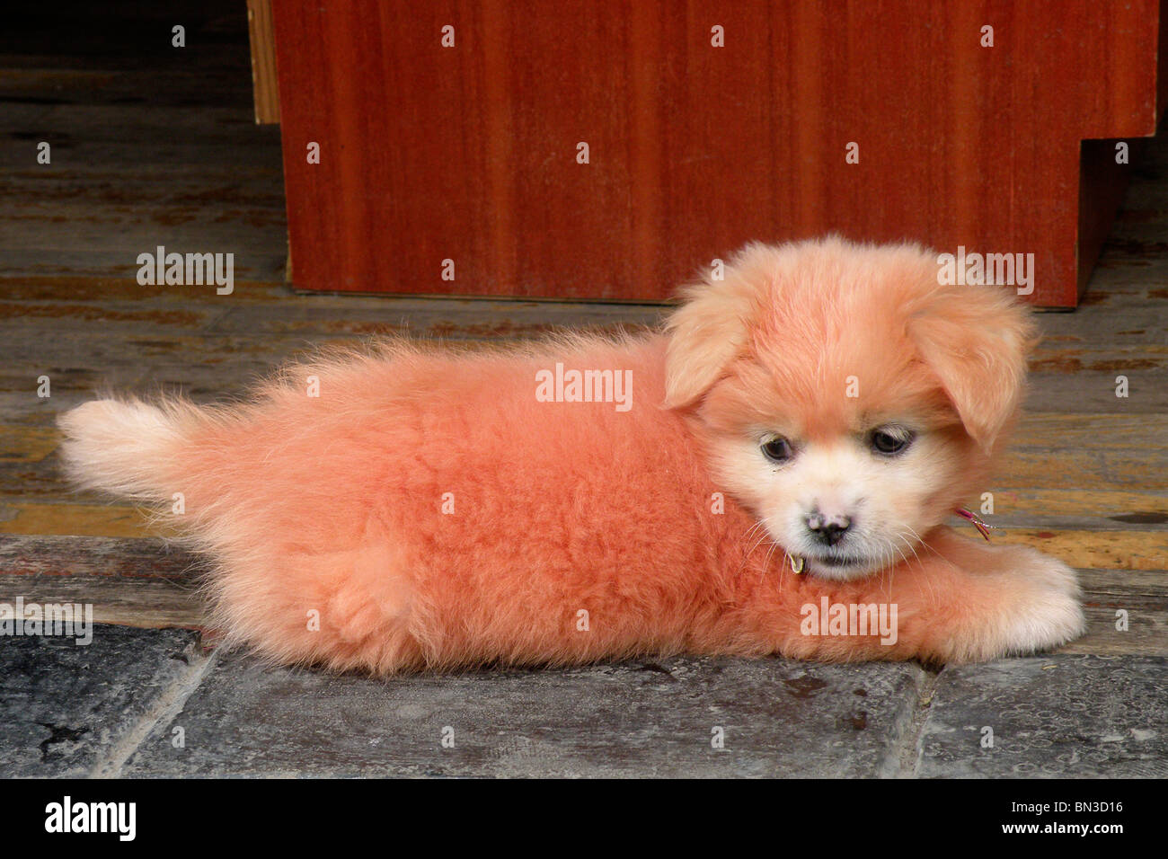 Orange dog, Lijiang, Yunnan, China Stock Photo - Alamy
