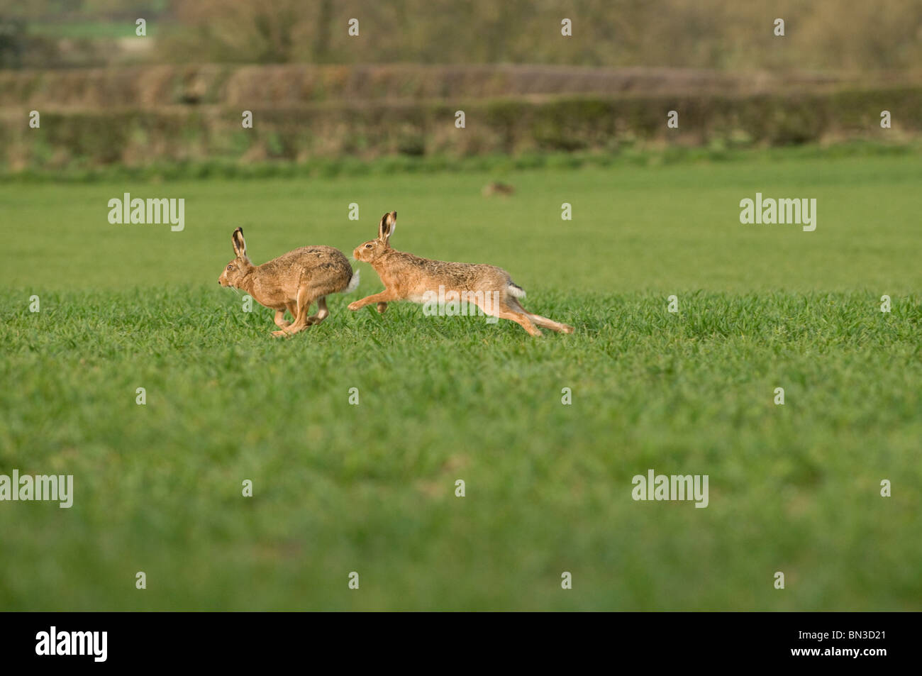 hare chasing female in spring corn field Stock Photo - Alamy