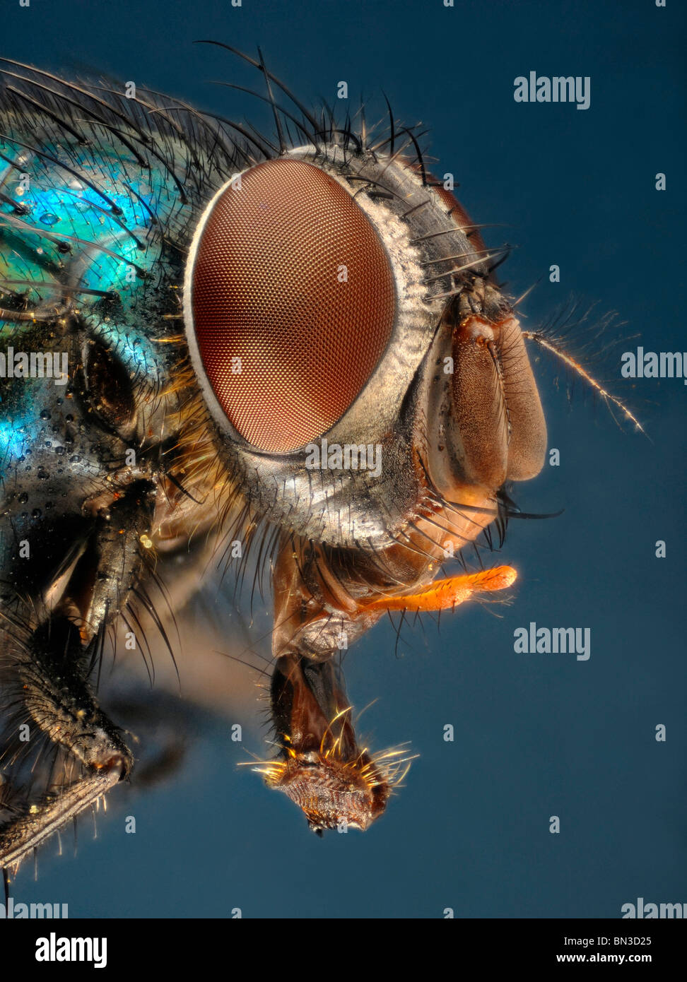 Extreme closeup of the head of a greenbottle (Lucilla sp) showing the ...
