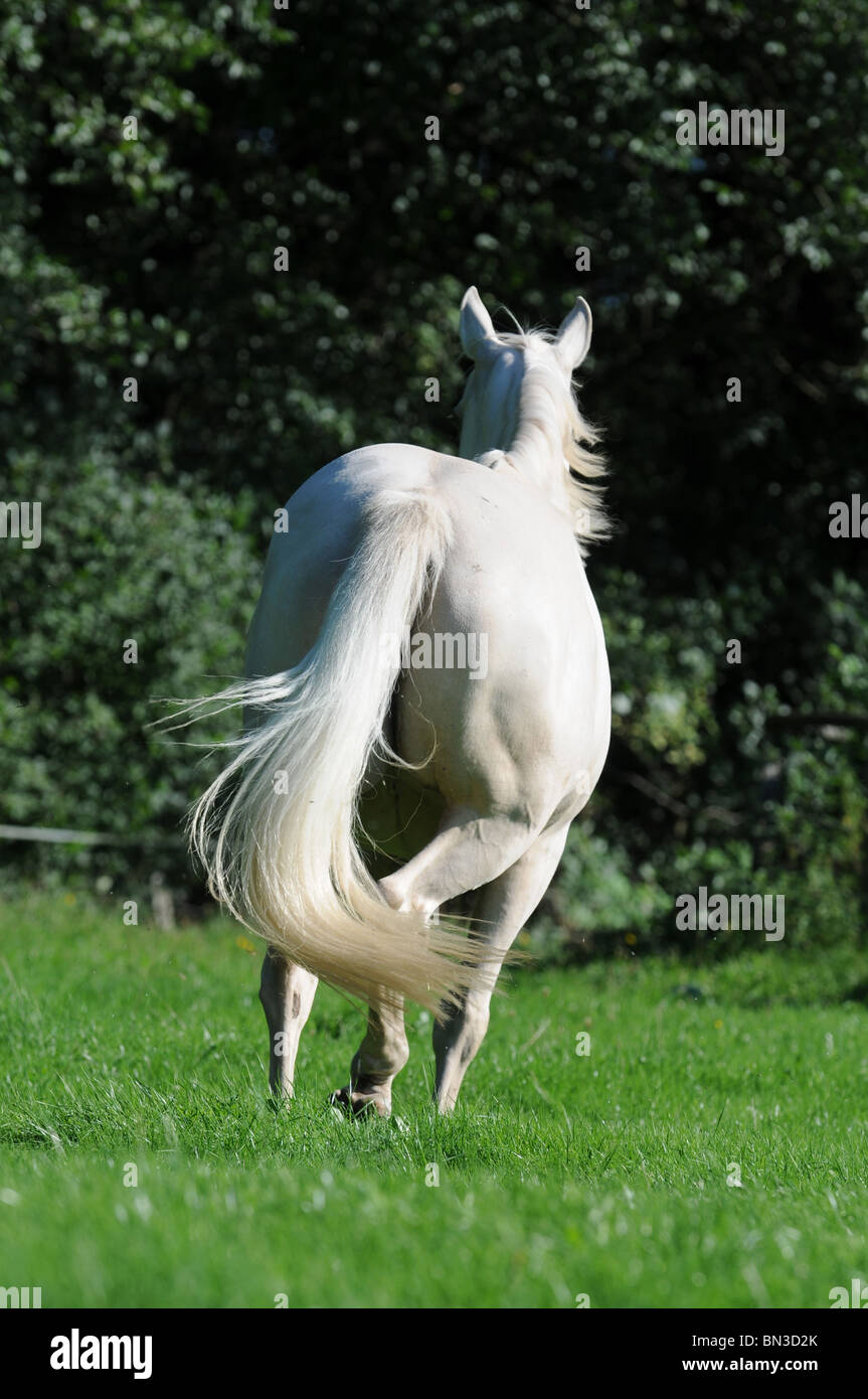 white Quarter Horse Stock Photo - Alamy
