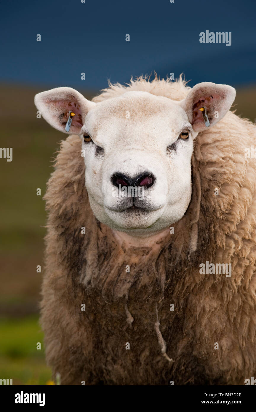 Texel yearling ram in meadow. Cumbria, UK Stock Photo - Alamy