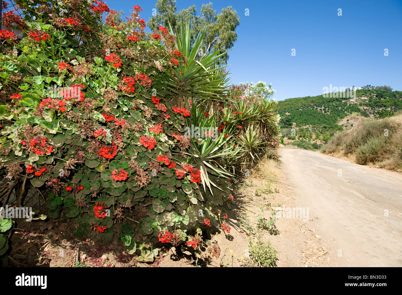 Roadside flowers hi-res stock photography and images - Alamy