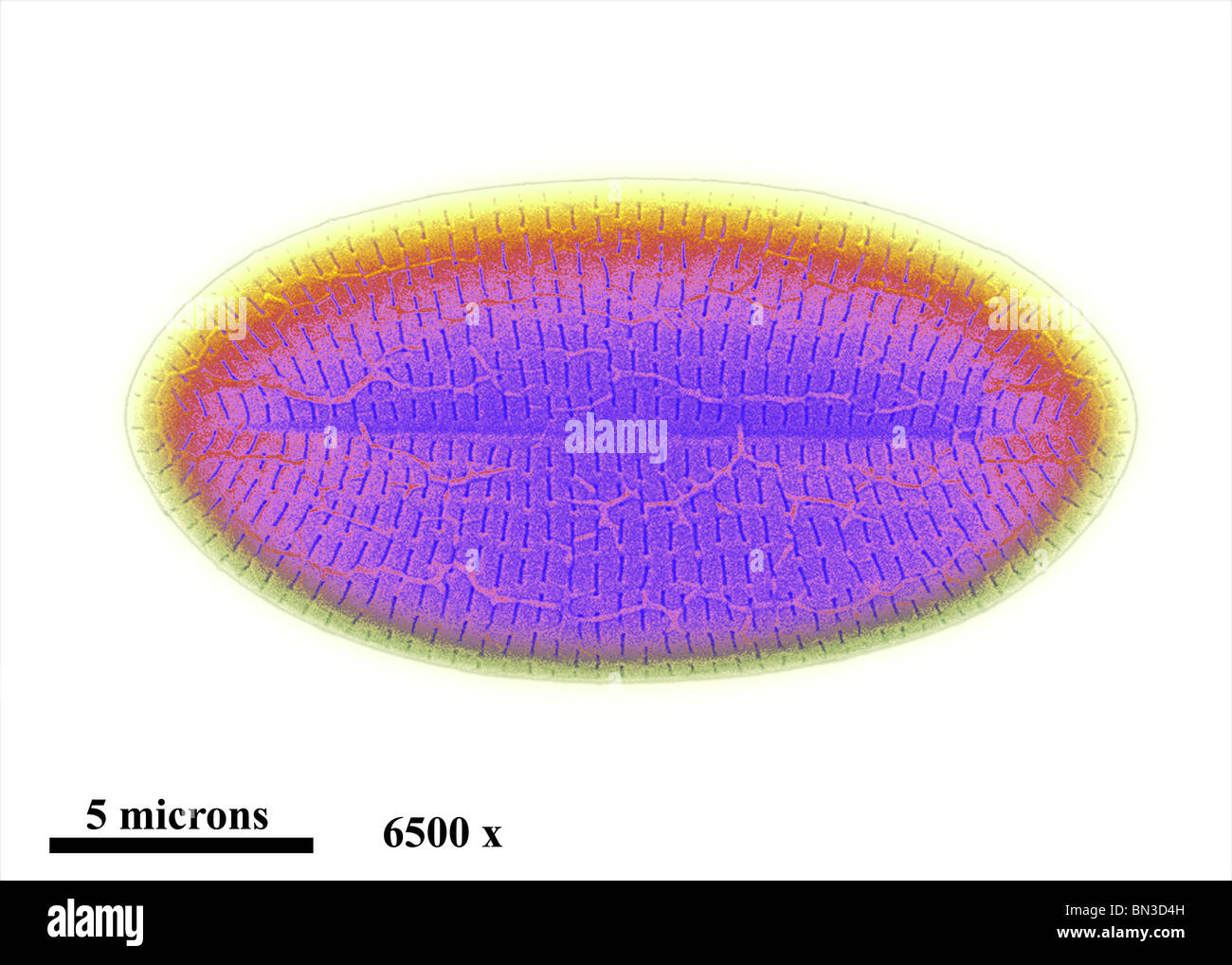 Diatom hi-res stock photography and images - Alamy