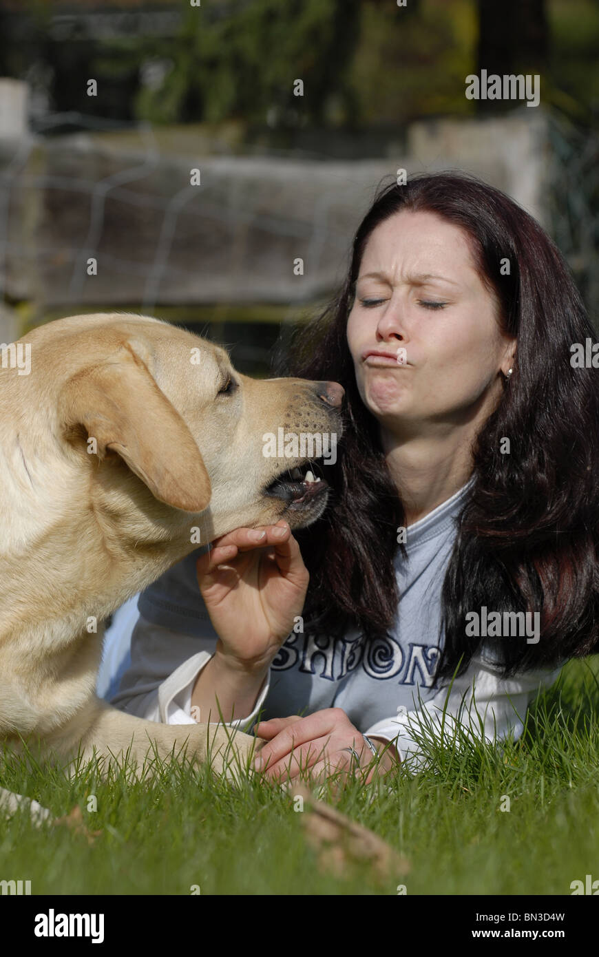 young woman with Labrador Stock Photo - Alamy