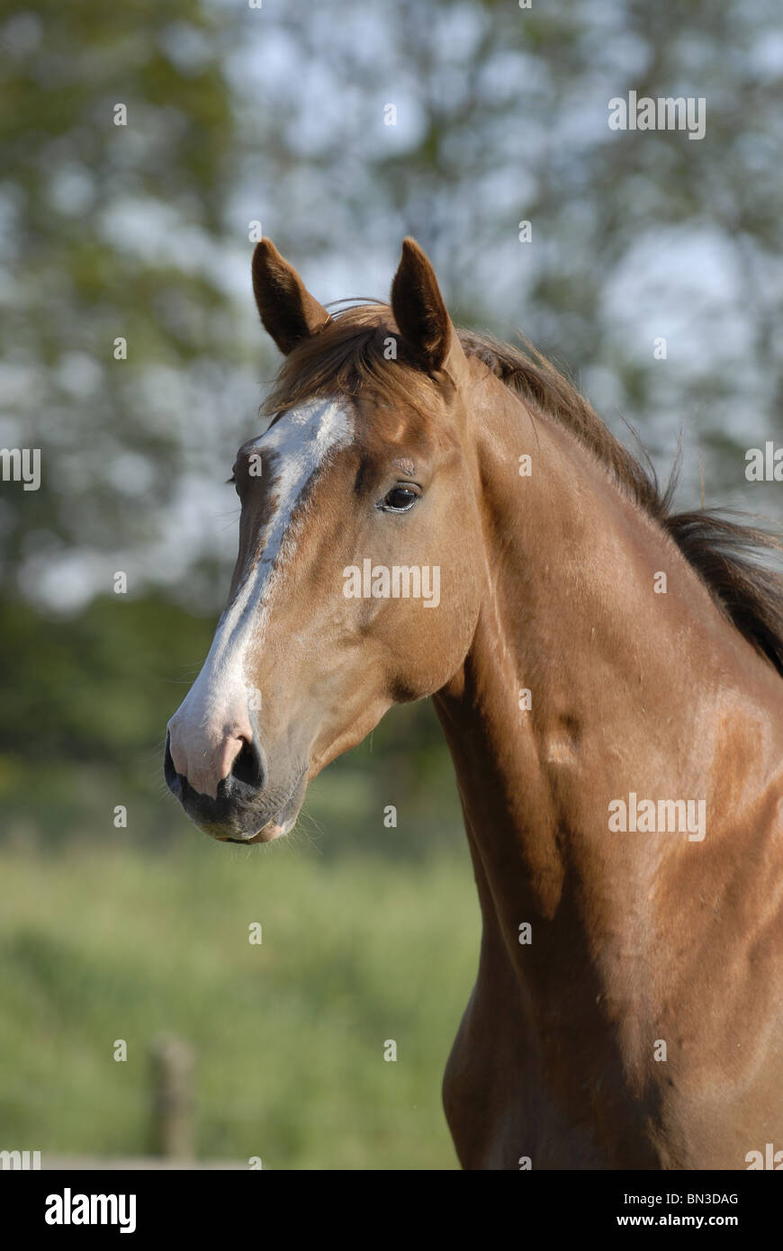 Holstein Horse Portrait Stock Photo - Alamy