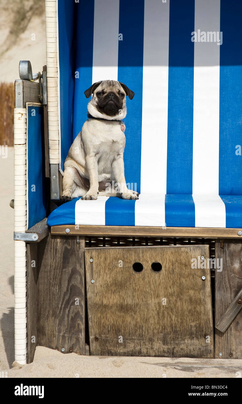 Pug chair hi-res stock photography and images - Alamy