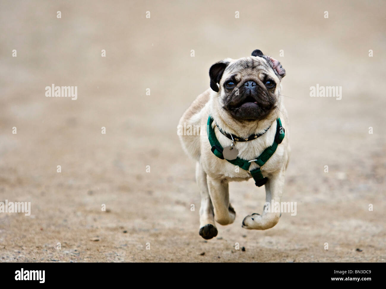 Pug puppy running Stock Photo - Alamy