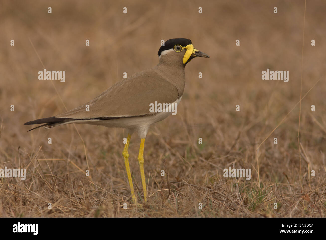 Yellow-wattled Lapwing Stock Photo - Alamy