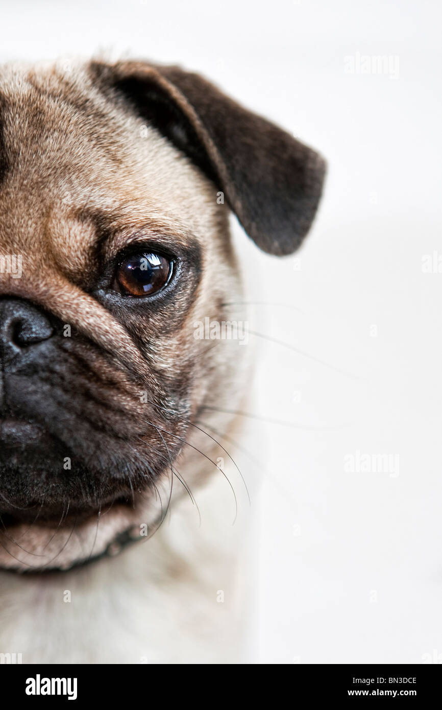 Pug face close up hi-res stock photography and images - Alamy
