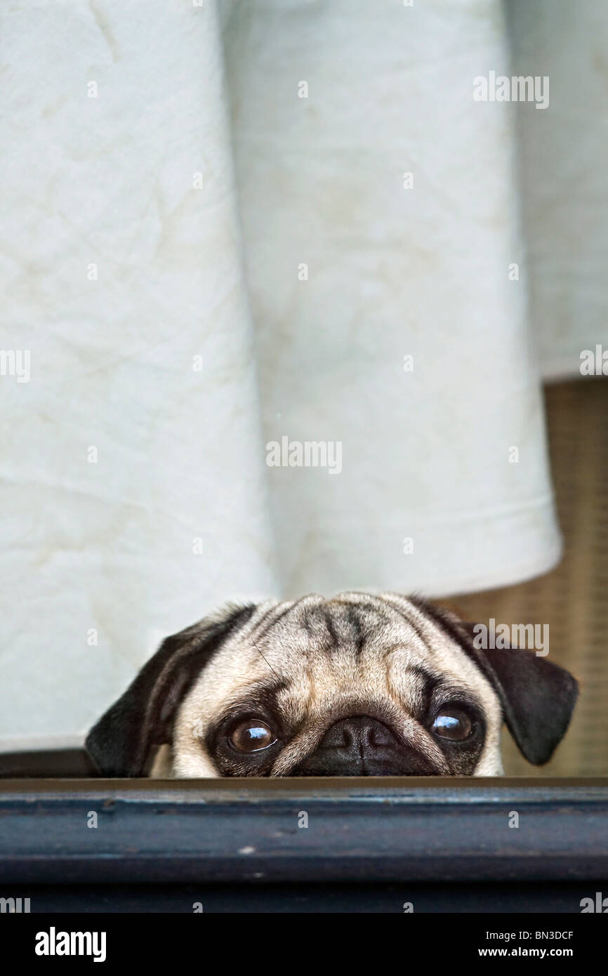 Pug puppy behind window Stock Photo - Alamy