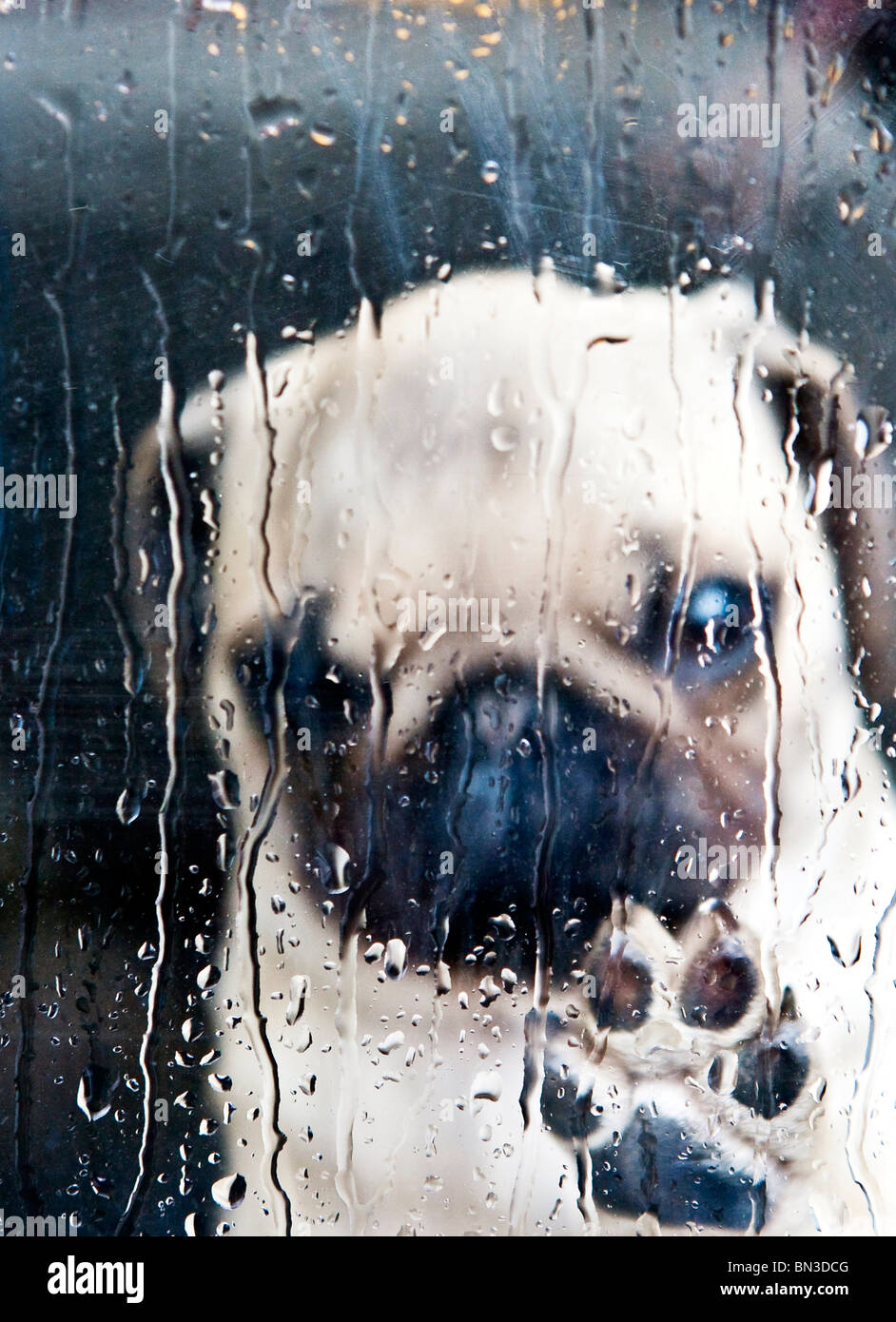 Pug puppy behind window Stock Photo - Alamy