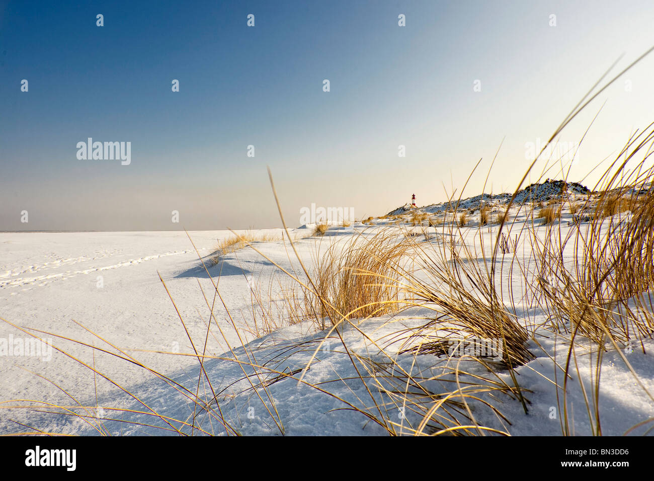 Dune landscape at the ellenbogen hi-res stock photography and images ...