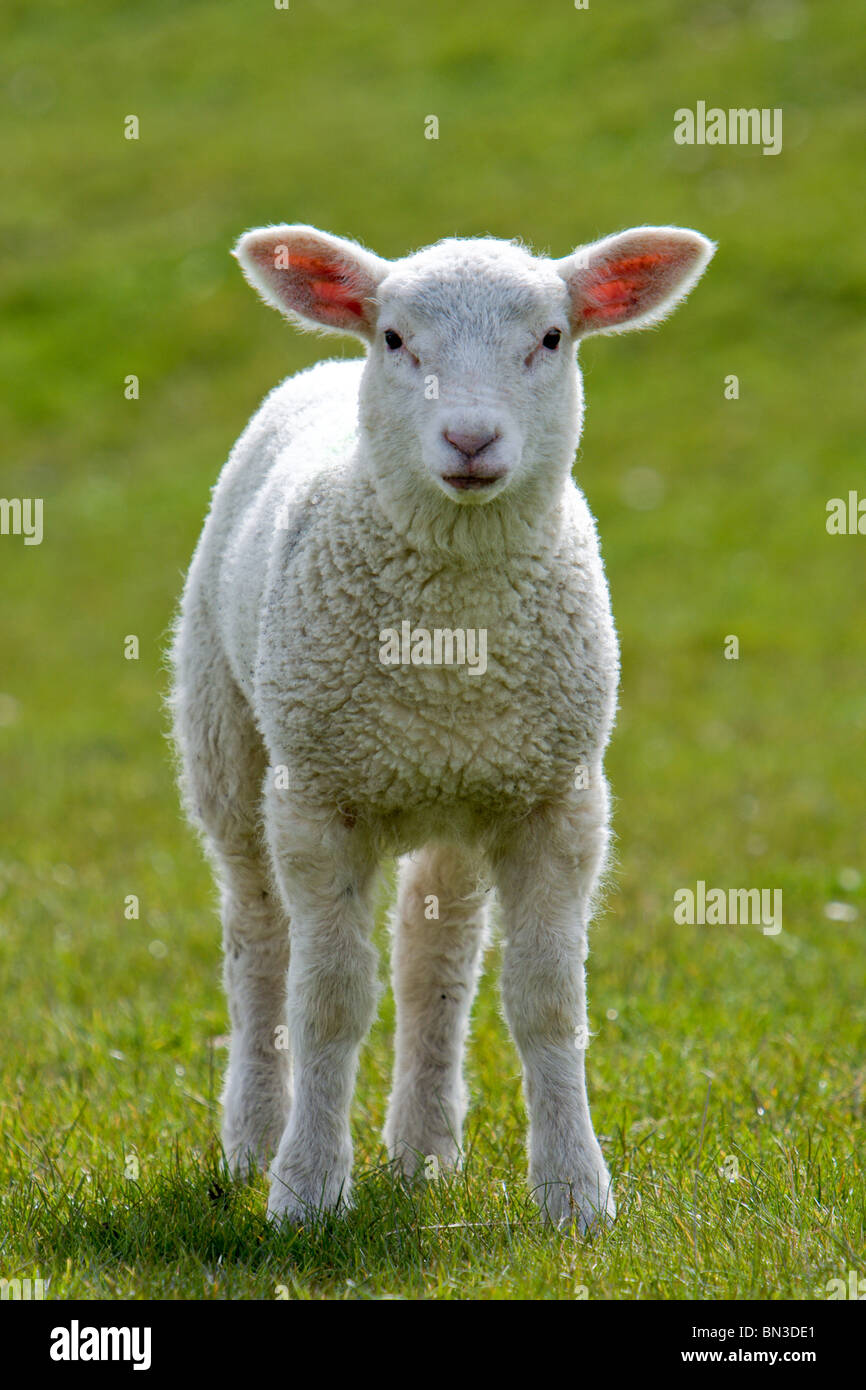 Lamb standing on a pasture Stock Photo - Alamy