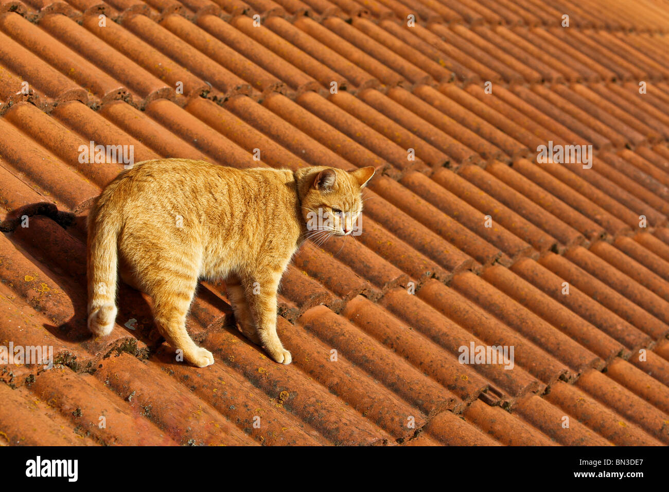 Cat on a tiled roof Stock Photo - Alamy