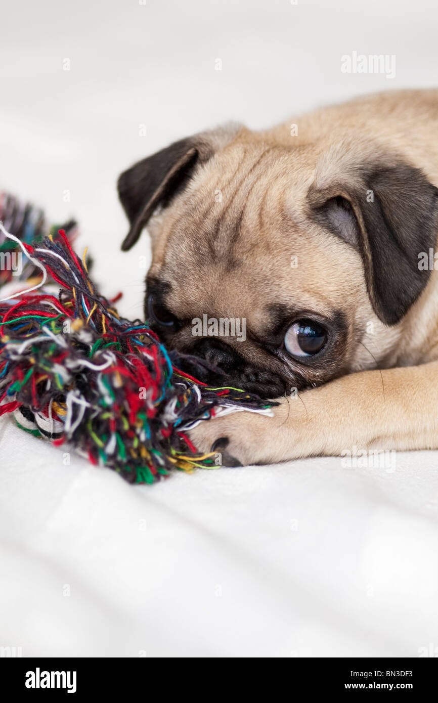 Puppy, pug, playing Stock Photo - Alamy