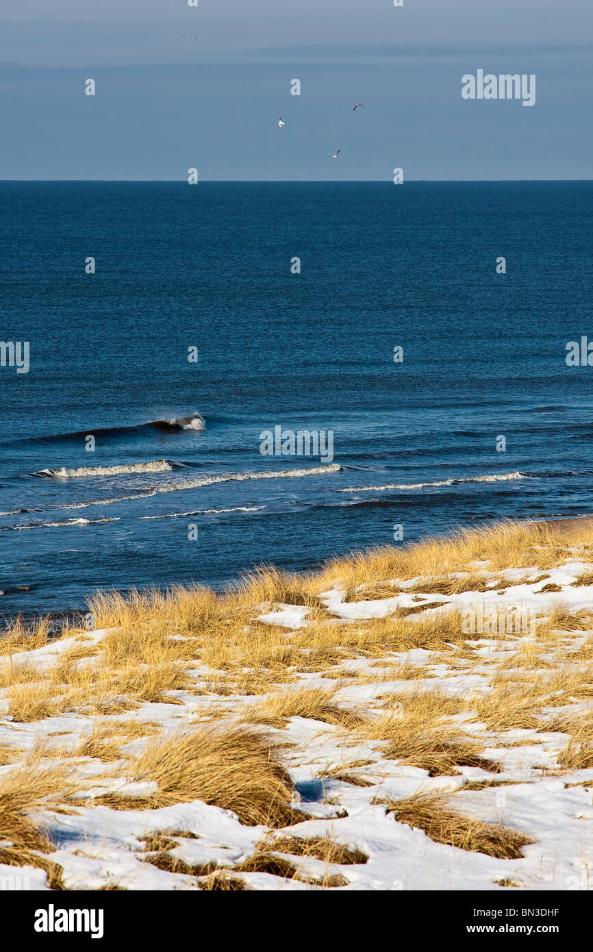 Marram plant hi-res stock photography and images - Alamy