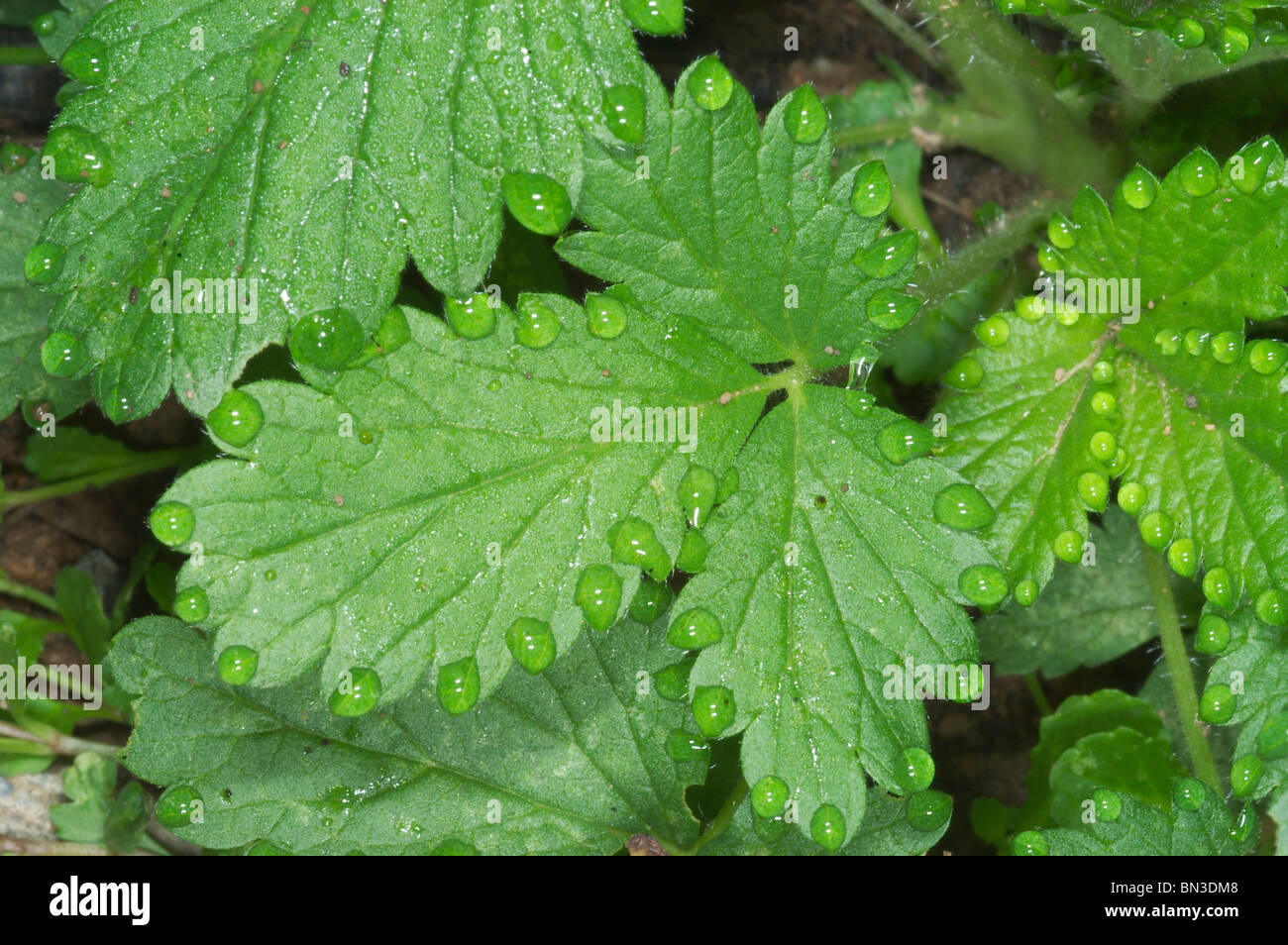 Guttation on the leaves of a strawberry plant., leaf guttation Stock ...