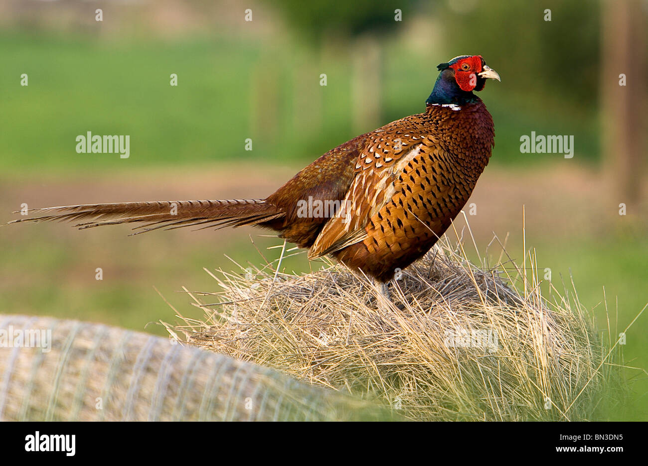 Pheasant standing on straw crop, Schleswig-Holstein, Germany Stock ...