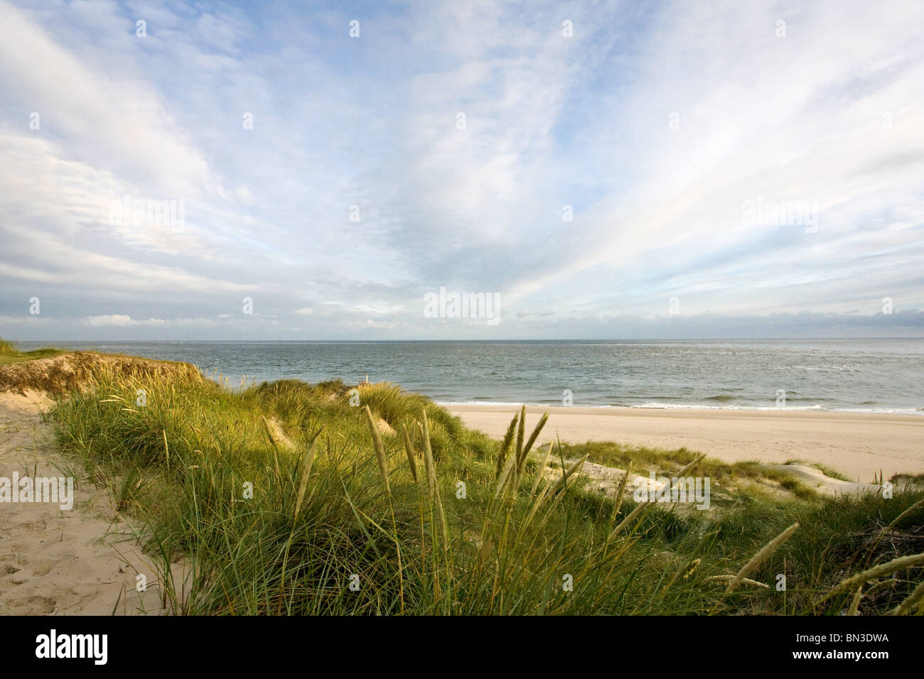 Marram grasses at sand dunes of the North Sea coast, Ellenbogen, Sylt ...