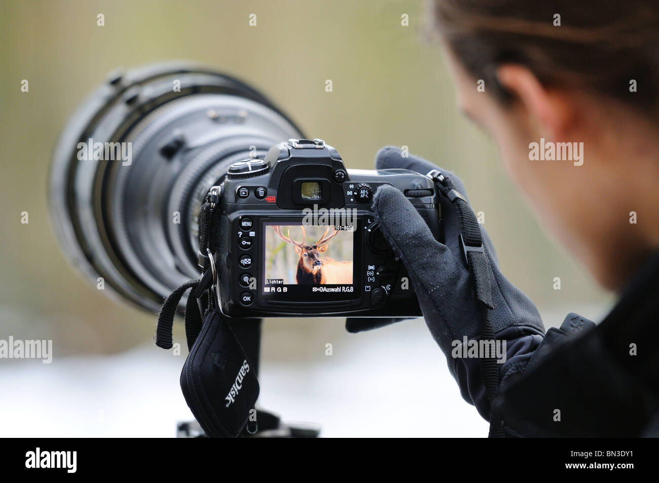 Photographer taking picture, Bavaria, Germany, rear view Stock Photo ...