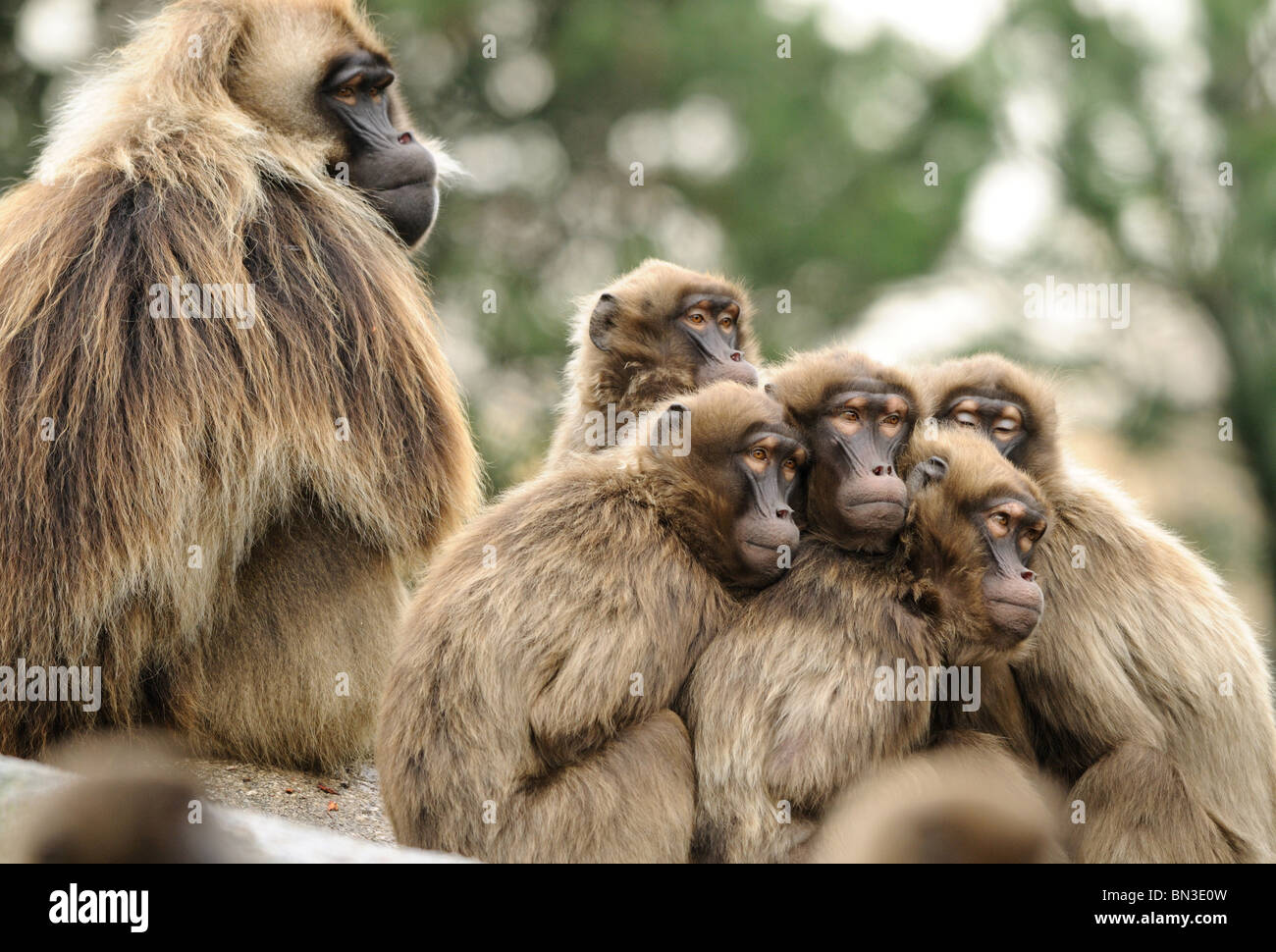 Geladas (Theropithecus gelada), low angle view Stock Photo - Alamy