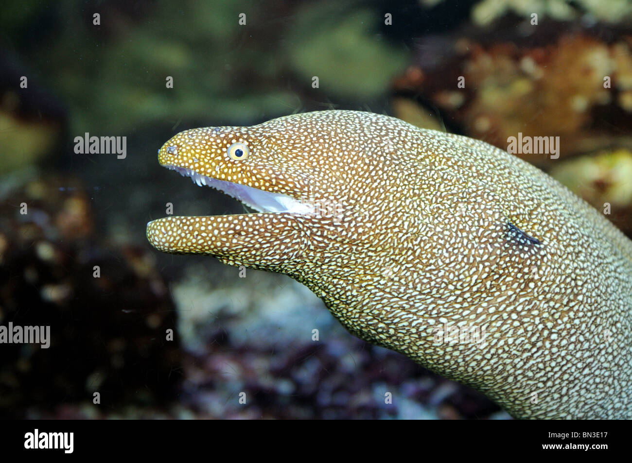 White-mout moray, side view, close-up Stock Photo - Alamy