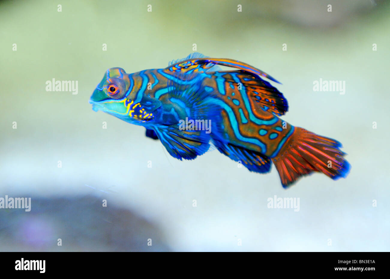 Mandarinfish (Synchiropus splendidus), side view Stock Photo - Alamy