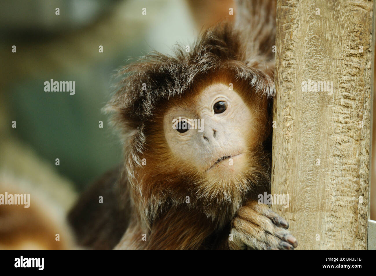Javan Lutung (Trachypithecus auratus), portrait Stock Photo - Alamy