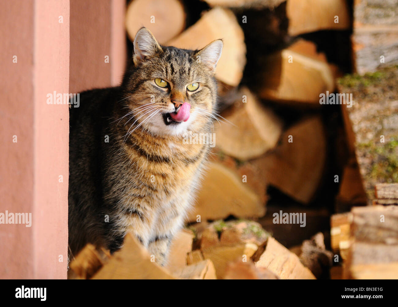 Cat sitting on logs, Styria, Austria Stock Photo - Alamy