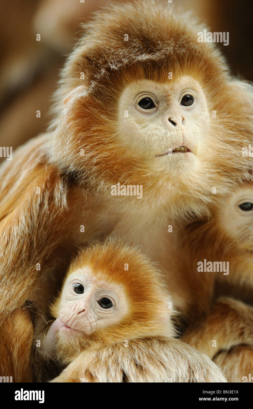Javan Lutungs (Trachypithecus auratus Stock Photo - Alamy