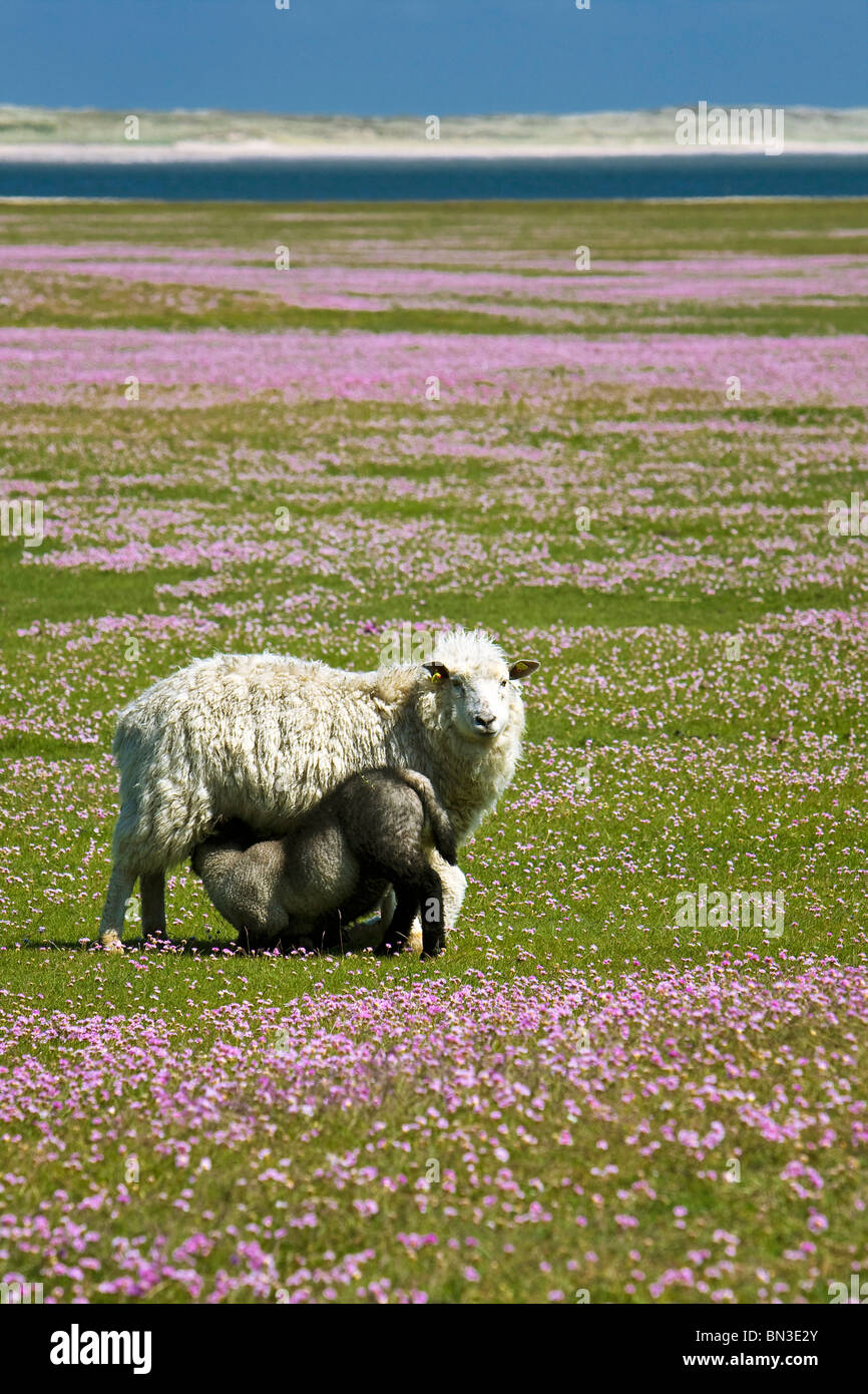 Sheep with flower hi-res stock photography and images - Alamy