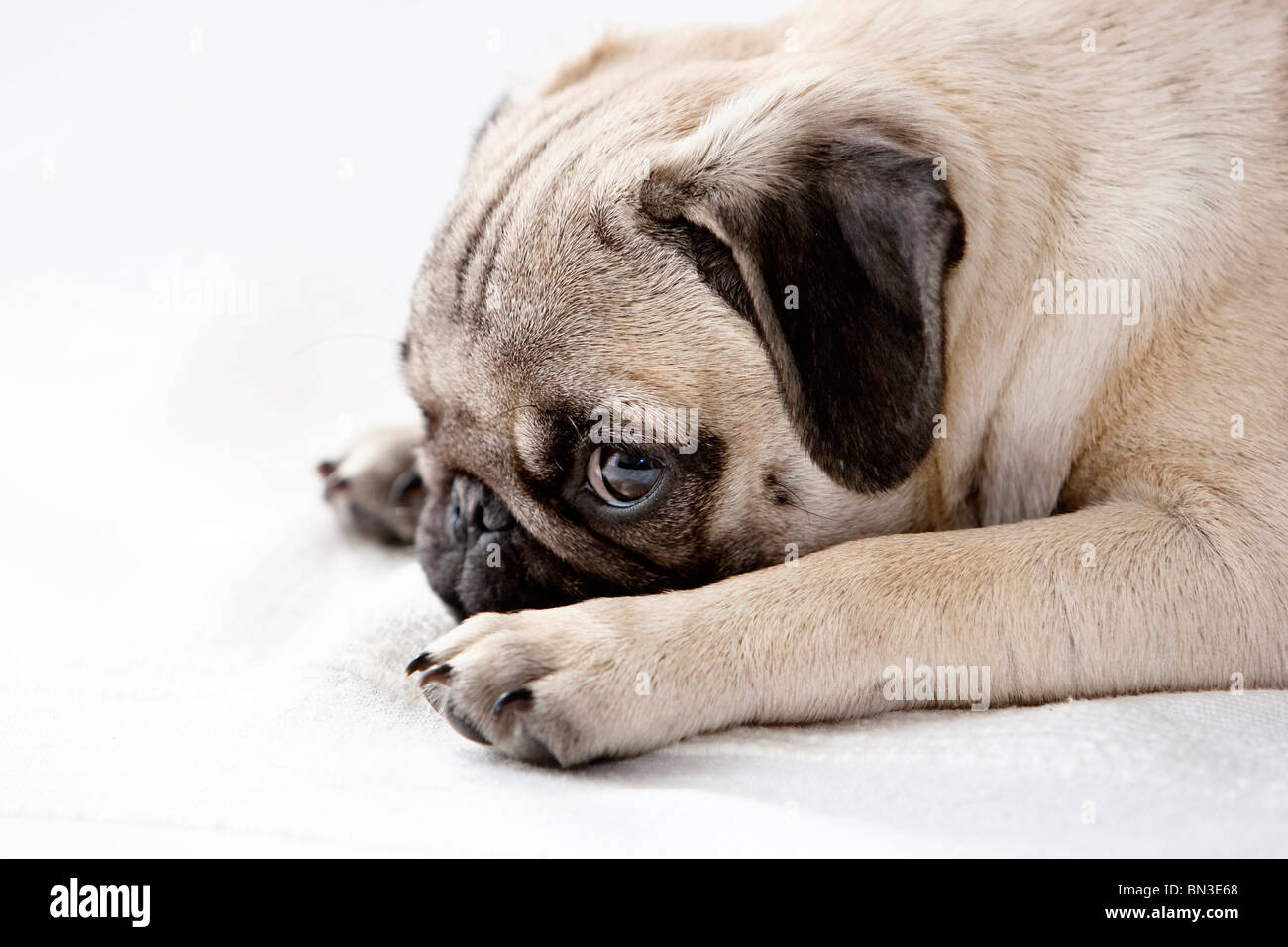 Pug puppy, portrait Stock Photo - Alamy
