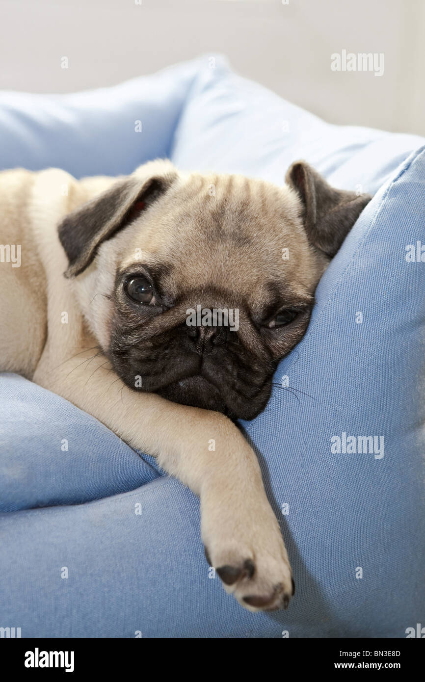 Pug puppy lying on sofa Stock Photo - Alamy
